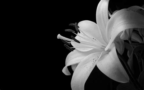 Black Floral Desktop Wallpapers Top Free Black Floral Desktop