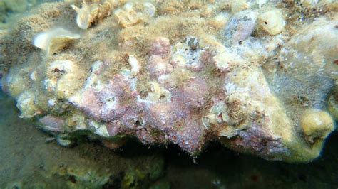 Encrusting Coralline Algae Lithophyllum Incrustans And Orange Red