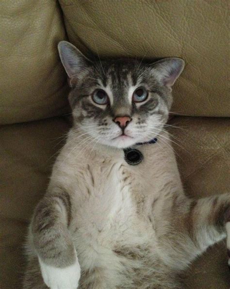 Rollingn Eyes Cat