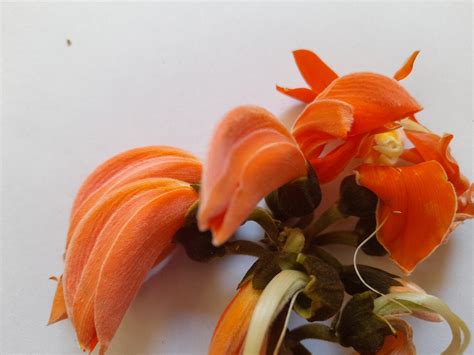 Palash Botany Nature Free Photo On Pixabay Pixabay