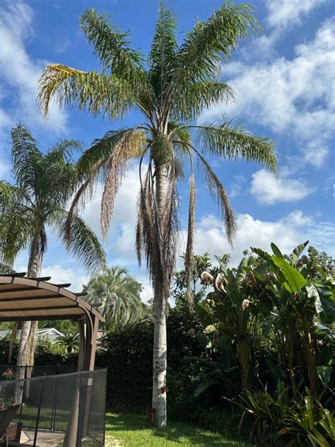 Is Fusarium Wilt Killing My Queen Palm Discussing Palm Trees