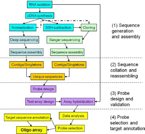 Oligo Array Design Process Our Proposed Easy To Follow Approach To