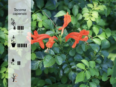 Tecoma Capensis رازاوه