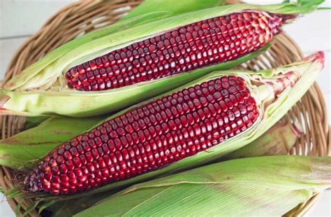 Black Aztec Corn Plant Profile And Growing Tips