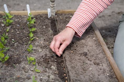 How To Grow Parsnips Bbc Gardeners World Magazine