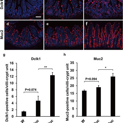 Dietary Succinate Induced Excessive Tuft And Goblet Cell Download