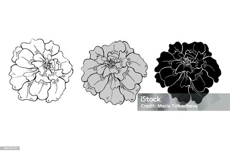 흑백 금잔화 꽃 머리 세 가지 색상 라인 아트 손으로 그린 고립 된 그림 테리 꽃 스케치는 잉크로 그려져 있습니다 꽃 피는 요소 에칭 그림 장식 인사말 아이콘 금잔화 온대