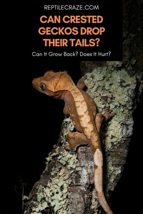 Do Crested Geckos Drop Their Tails Facts You Must Know Reptile Craze