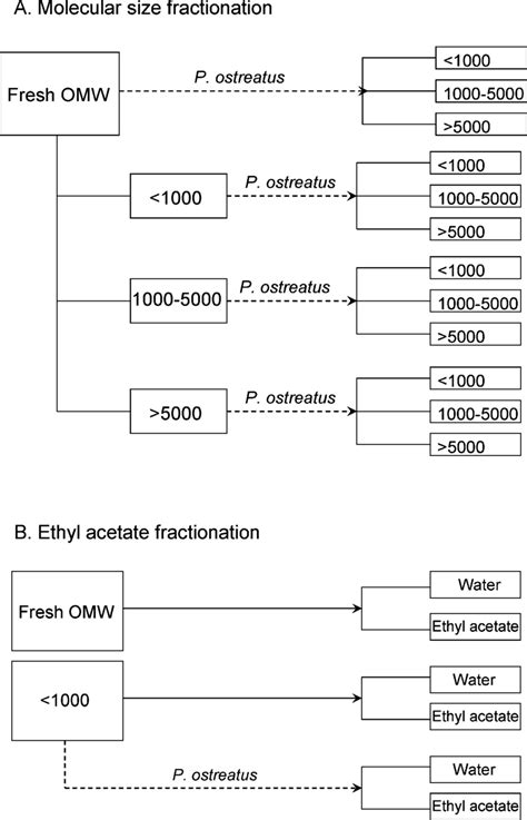 Fractionation Scheme For Omw Before And After Incubation With Download Scientific Diagram