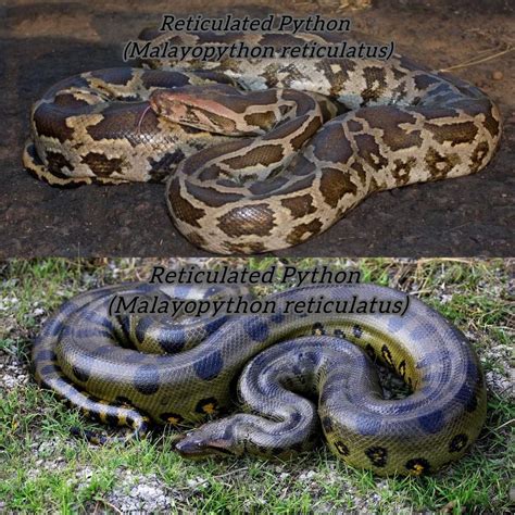 Trap The Green Anaconda Eunectes Murinus And The Reticulated Python Malayopython