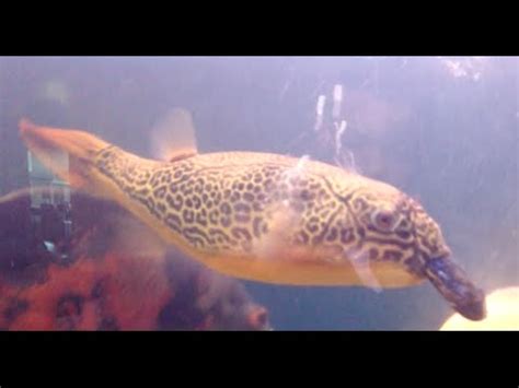 Giant Mbu Puffer Fish Eating Shelled Muscles Youtube