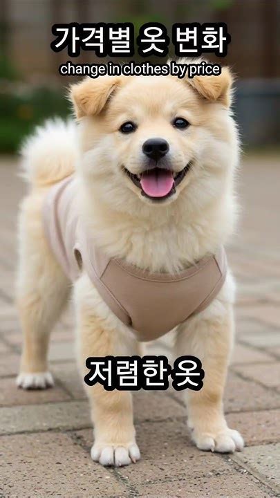 강아지의 스타일 변화 더 비싼 옷으로 업그레이드 Youtube