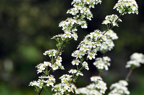 Premium Photo Spring Flowering Of Spiraea Hypericifolia