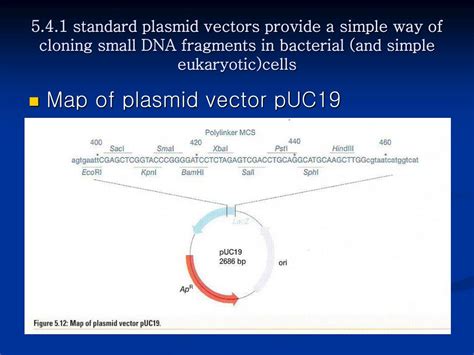 Ppt Chapter Five Amplifying Dna Pcr And Cell Based Dna Cloning Powerpoint Presentation Id