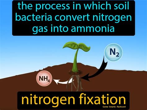 Nitrogen Fixation Definition Biogeochemical Cycle Definition And Facts