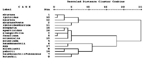 Dendrogram Using Ward 1963 Method For Clustering Almond Accessions By