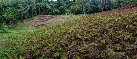 I Am An Elegant Grasshopper I Am A Farmers Friend United Nations