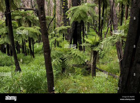 Fire Damaged Trees And Bush Showing New Growth A Year After A Bushfire Stock Photo Alamy