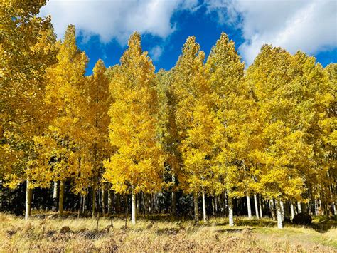Hike Aspen Nature Loop For Absolutely Glorious Fall Color Wildpathsaz