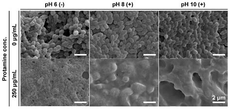 A Novel Control Method Of Enterococcus Faecalis By Co Treatment With
