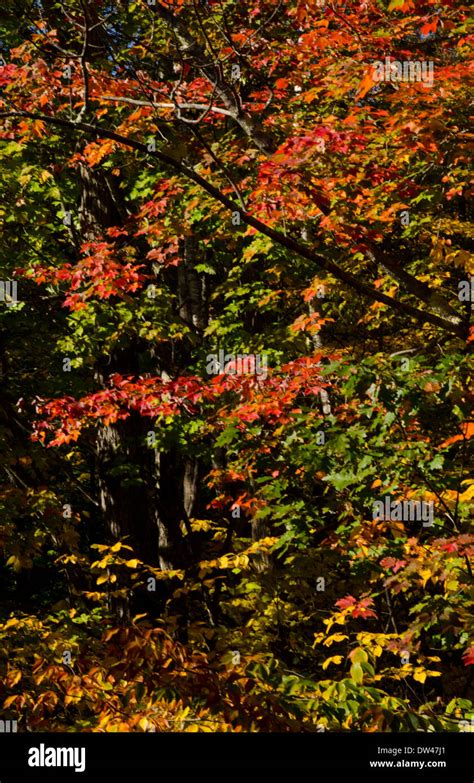 Kancamagus Highway New Hampshire Near Conway Beautiful Fall Foliage In