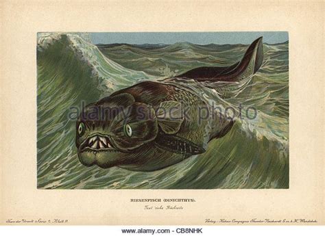 Dinichthys Extinct Genus Of Placoderms Armored Fish From The Devonian