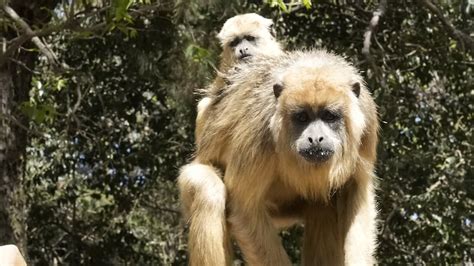Un Nene De 10 Años Murió Después De Que Un Grupo De Monos Lo Atacara En