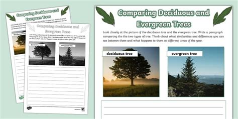 Ks2 Comparing Deciduous And Evergreen Trees Worksheet