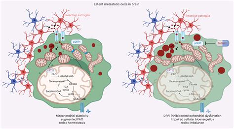 Limiting Mitochondrial Plasticity By Targeting Drp1 Induces Metabolic Reprogramming And Reduces