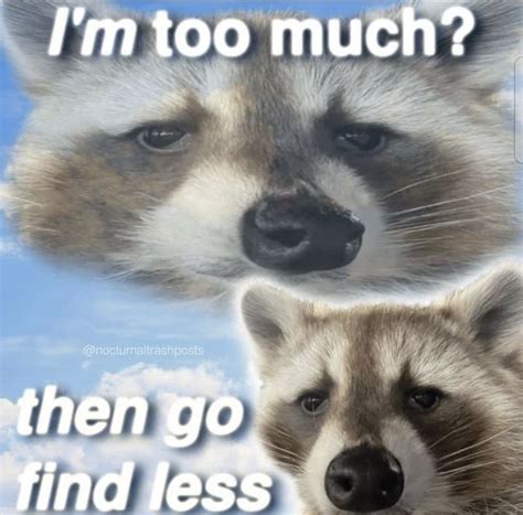 Nocturnal Trash Posts Raccoon Memes Instagram Artofit