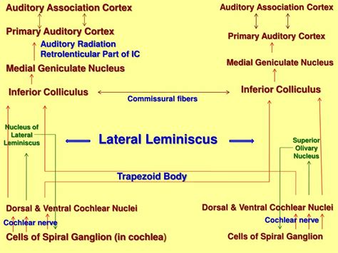 Ppt Olfactory And Vestibulocochlear Pathways Powerpoint Presentation