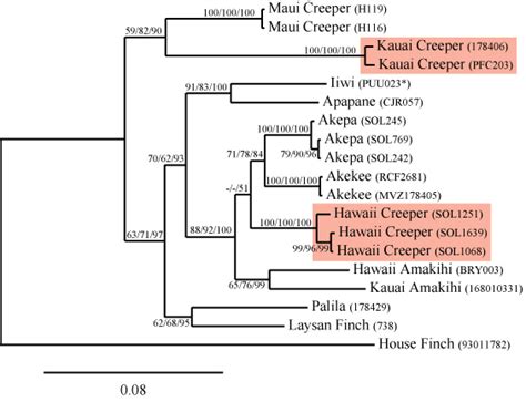 figure s3 bayesian consensus topology obtained from analysis of