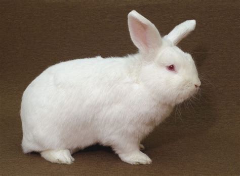 New Zealand Rabbit Breed An Ultimate Guide The Rabbit Hop