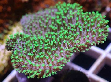 Green Toadstool Leather Cultured By Science