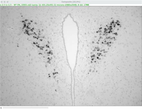 Nd2 File Opening Up As Greyscale Instead Of Correct Colors In Fiji Usage And Issues Image Sc