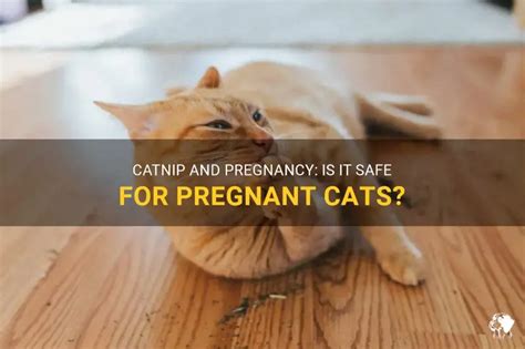 Catnip And Pregnancy Is It Safe For Pregnant Cats PetShun