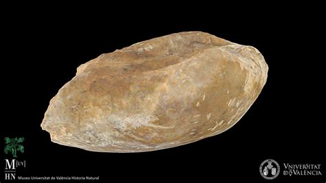 Fossil Bivalve Panopea Sp Download Free 3d Model By Museo [uv] Historia Natural Muvhn