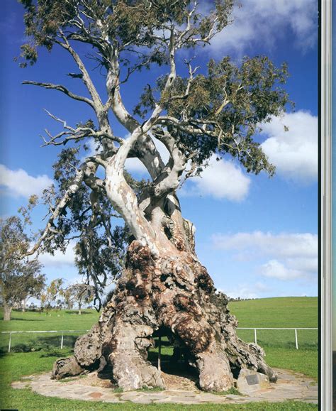 Australias Remarkable Trees New Edition Nokomis