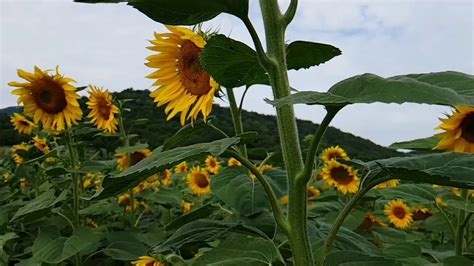 მზესუმზირა Youtube