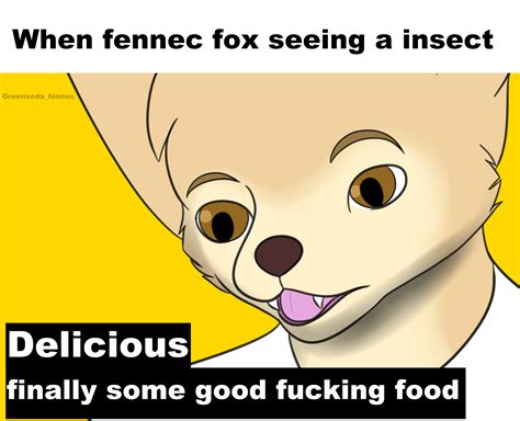 Fennec Irl R Furry Irl