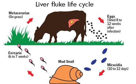 Liver Fluke Symptoms In Alpacas At Timothy Christensen Blog