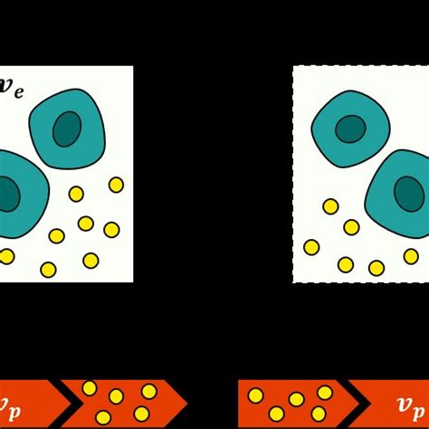 Two Commonly Utilized Tracer Kinetic Models In Dce Mri A The Download Scientific Diagram
