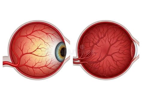 Detailed Cross Sectional Illustration Of Human Eye Anatomy Showing