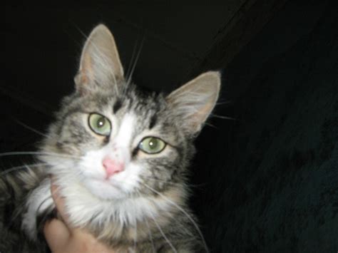 Кисы 71 фото Сообщество Самые классные КИСКИ группы Мой Мир