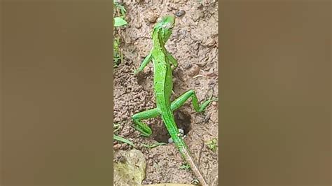 කටුස්සකු බිත්තර දමන දුර්ලබ අවස්තාව Youtube