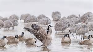 Do Canada Geese Still Fly South For Winter Yes But Its Complicated