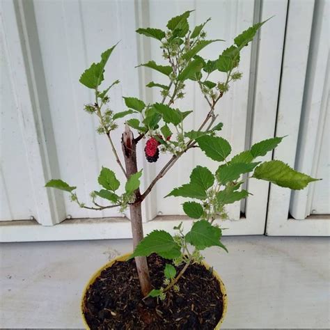 Jual Tanaman Buah Murbei Tanaman Buah Pohon Murbey Pohon Murbei Shopee Indonesia