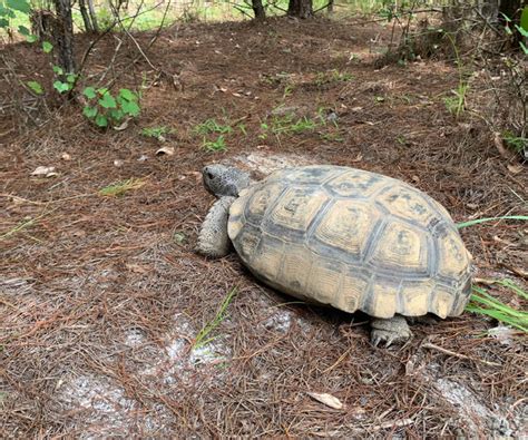 Gopher Tortoise Aries Geospatial