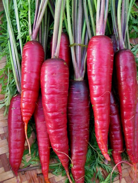 Carrot Purple Dragon Uprising Seeds