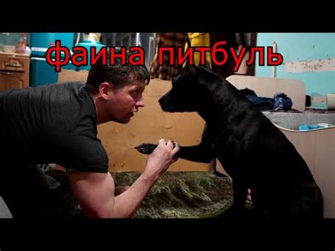 СХВАТКА ХОЗЯИНА И СОБАКИ. - YouTube